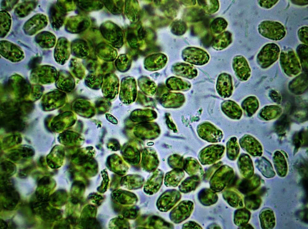 Descubren cómo las algas producen una hormona que usan para comunicarse